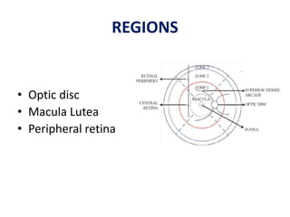 Anatomy and physiology of retina | PPTX