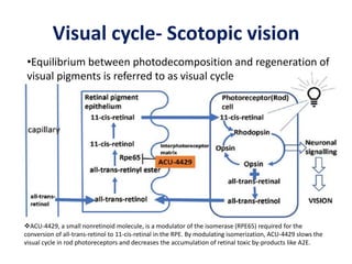 Anatomy and physiology of retina | PPTX