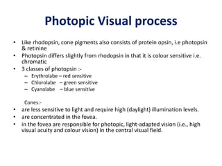 Anatomy and physiology of retina | PPTX