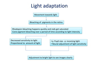 Anatomy and physiology of retina | PPTX