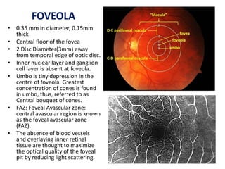 Anatomy and physiology of retina | PPTX