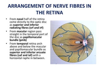 Anatomy and physiology of retina | PPT