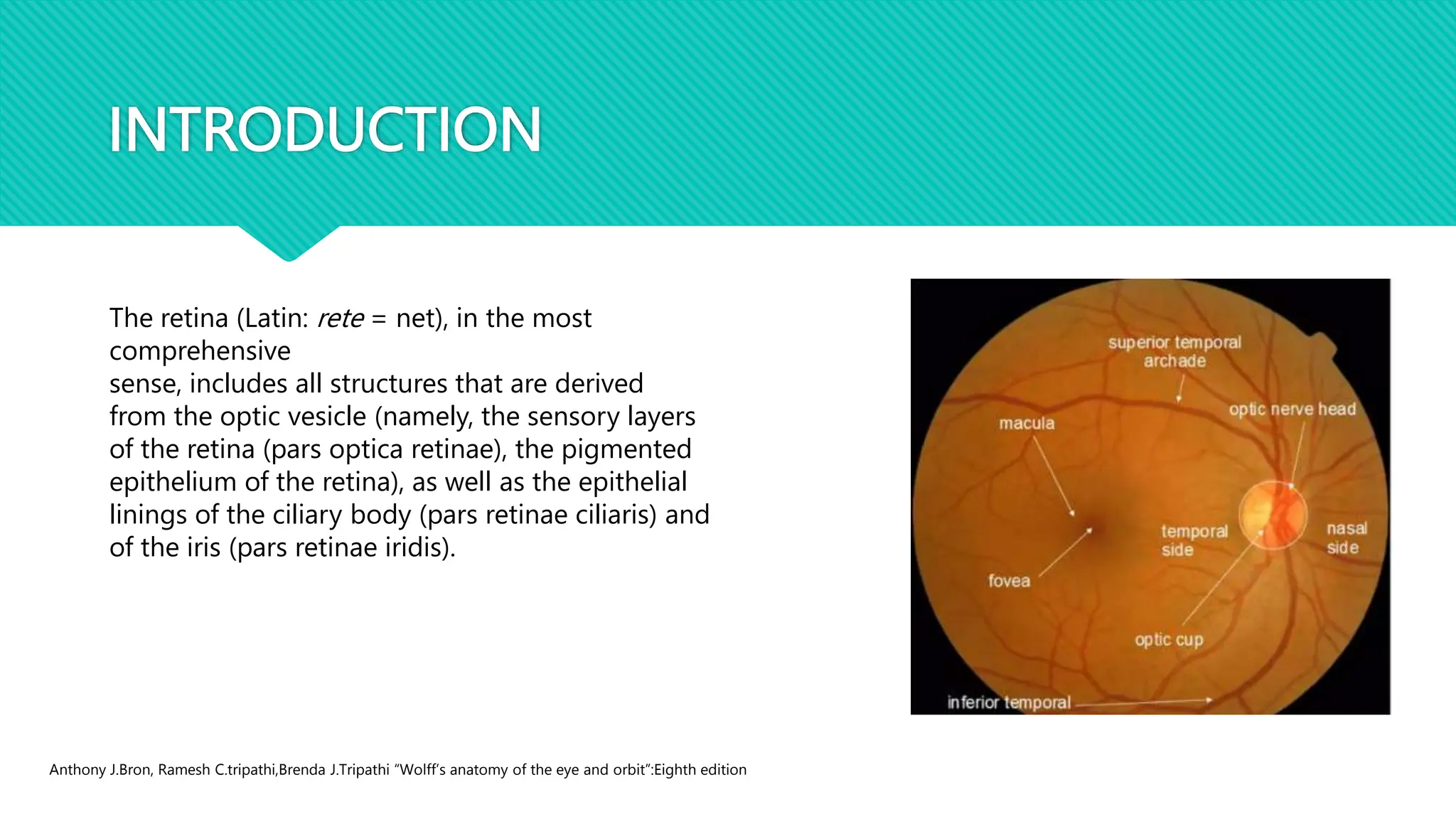 ANATOMY AND PHYSIOLOGY OF RETINA ( Part 2)[1].pptx | Free Download