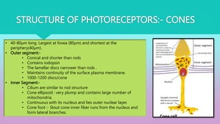 ANATOMY AND PHYSIOLOGY OF RETINA ( Part 2)[1].pptx