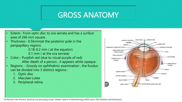 ANATOMY AND PHYSIOLOGY OF RETINA ( Part 2)[1].pptx