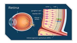 ANATOMY AND PHYSIOLOGY OF RETINA ( Part 2)[1].pptx | Free Download