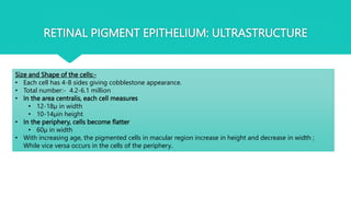 ANATOMY AND PHYSIOLOGY OF RETINA ( Part 2)[1].pptx
