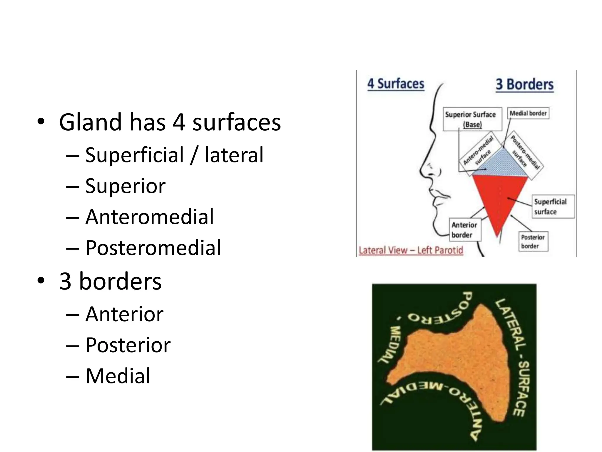 Salivary gland ent orl anatomy and physio | PPT