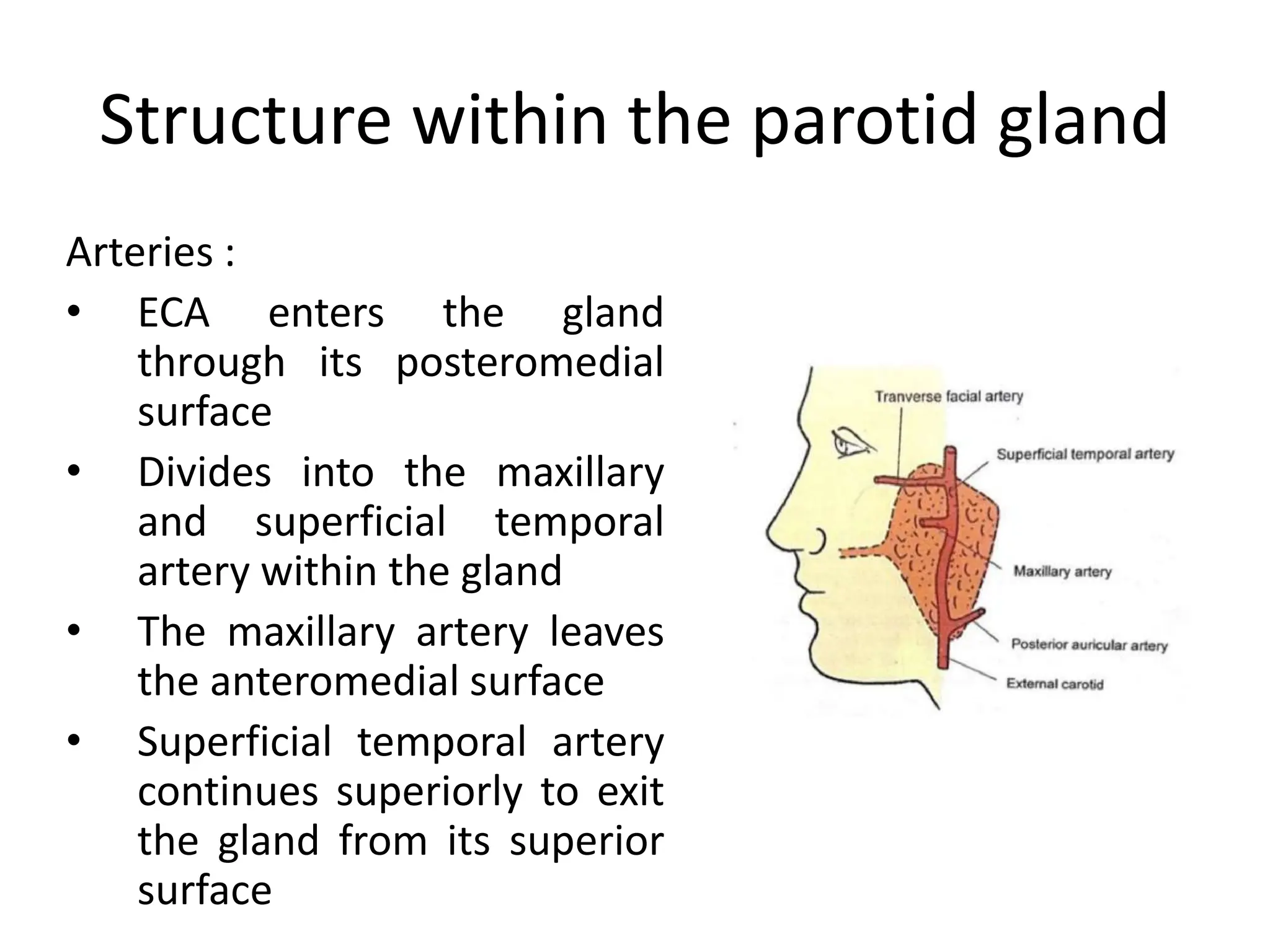 Salivary gland ent orl anatomy and physio | PPT