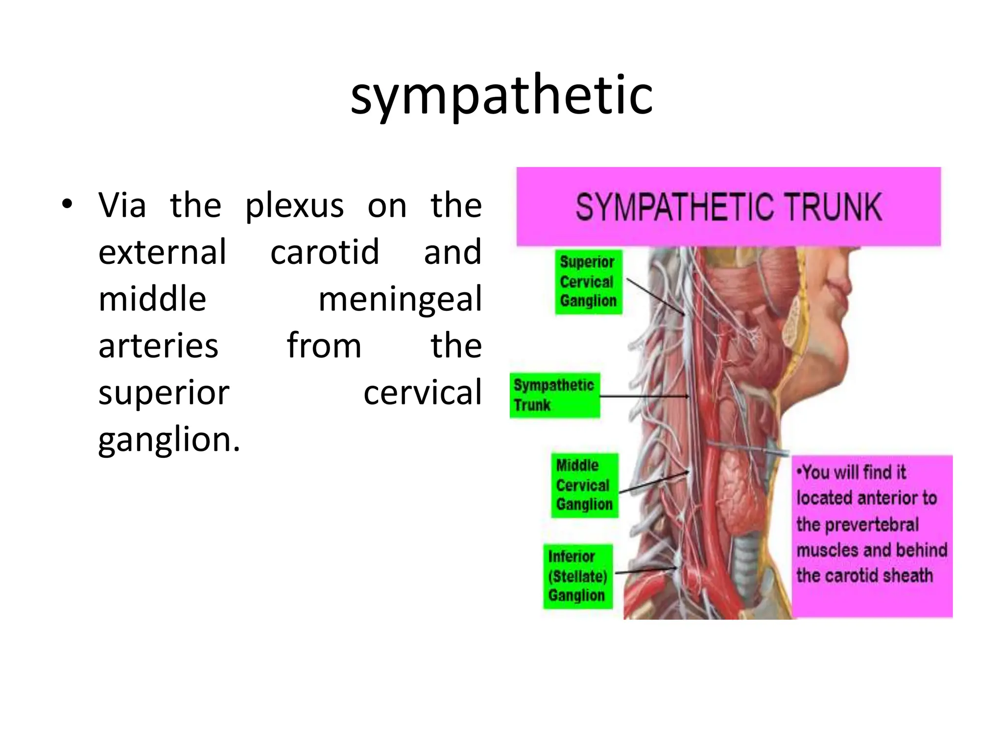 Salivary gland ent orl anatomy and physio | PPT