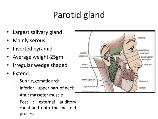 Salivary gland ent orl anatomy and physio | PPT