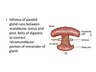 Salivary gland ent orl anatomy and physio | PDF