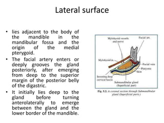 Salivary gland ent orl anatomy and physio | PDF