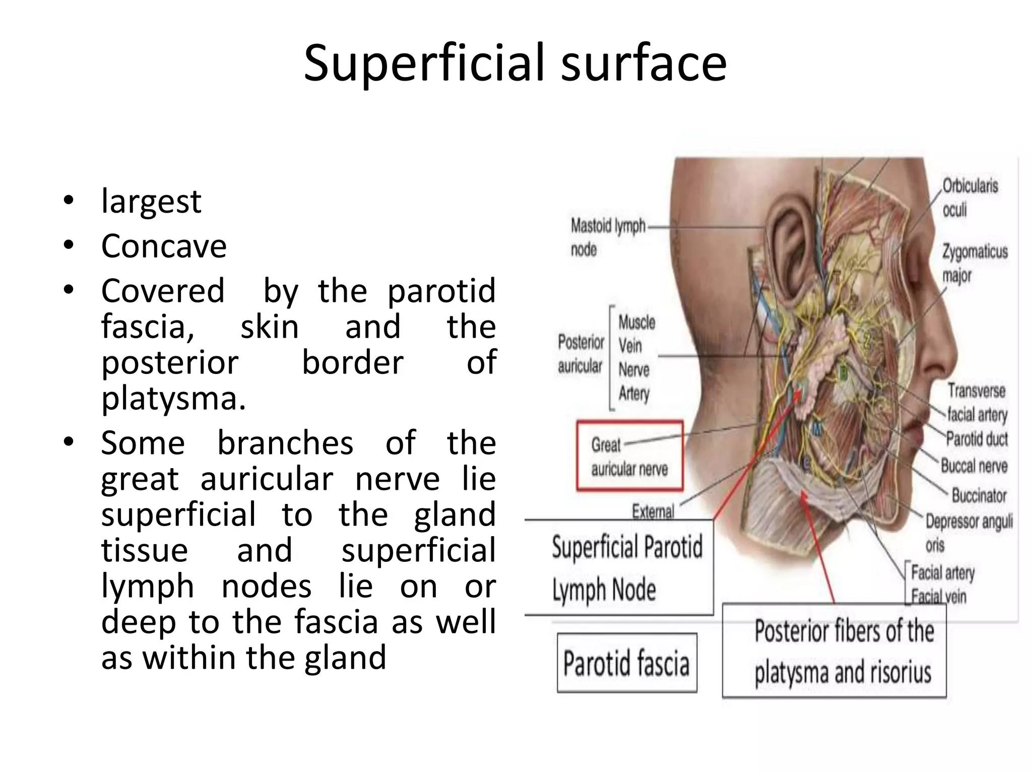 Anatomy and physiology of salivary gland | PPTX