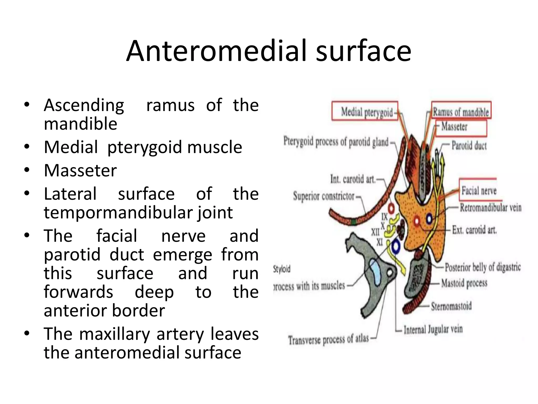 Anatomy and physiology of salivary gland | PPTX