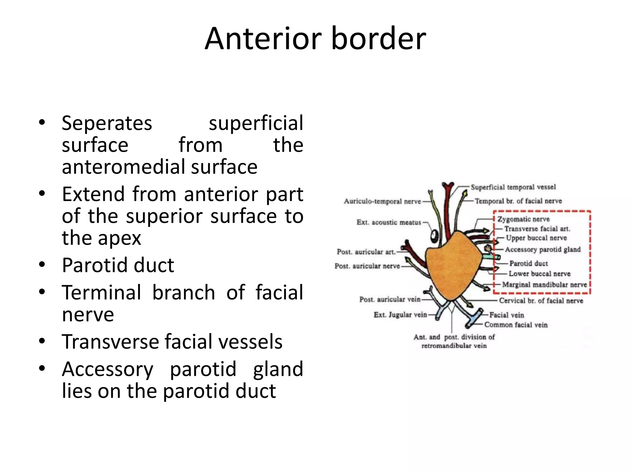 Anatomy and physiology of salivary gland | PPTX