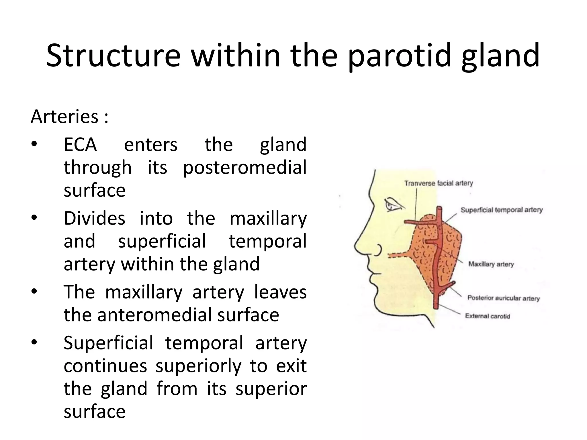 Anatomy and physiology of salivary gland | PPTX