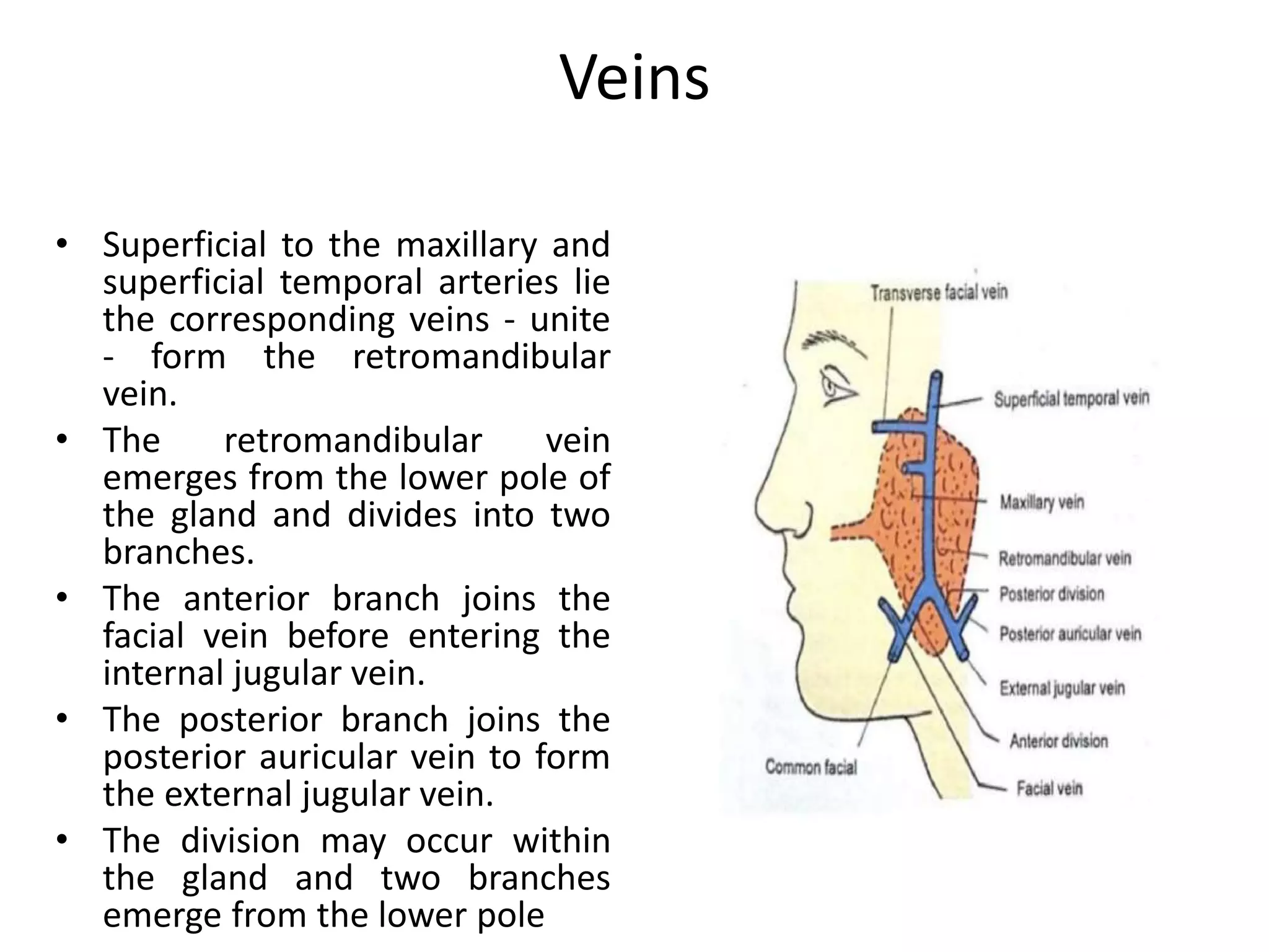Anatomy and physiology of salivary gland | PPTX