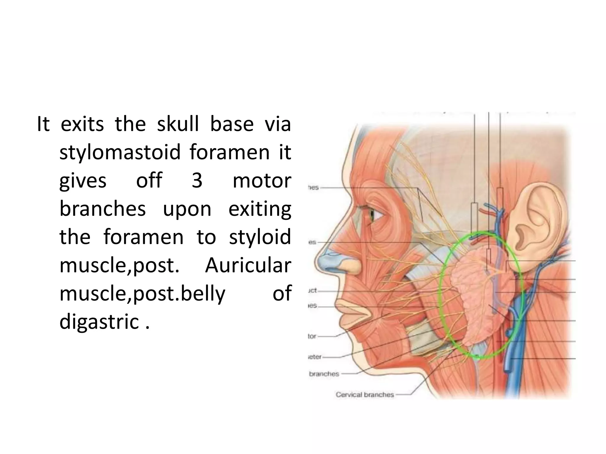 Anatomy and physiology of salivary gland | PPTX