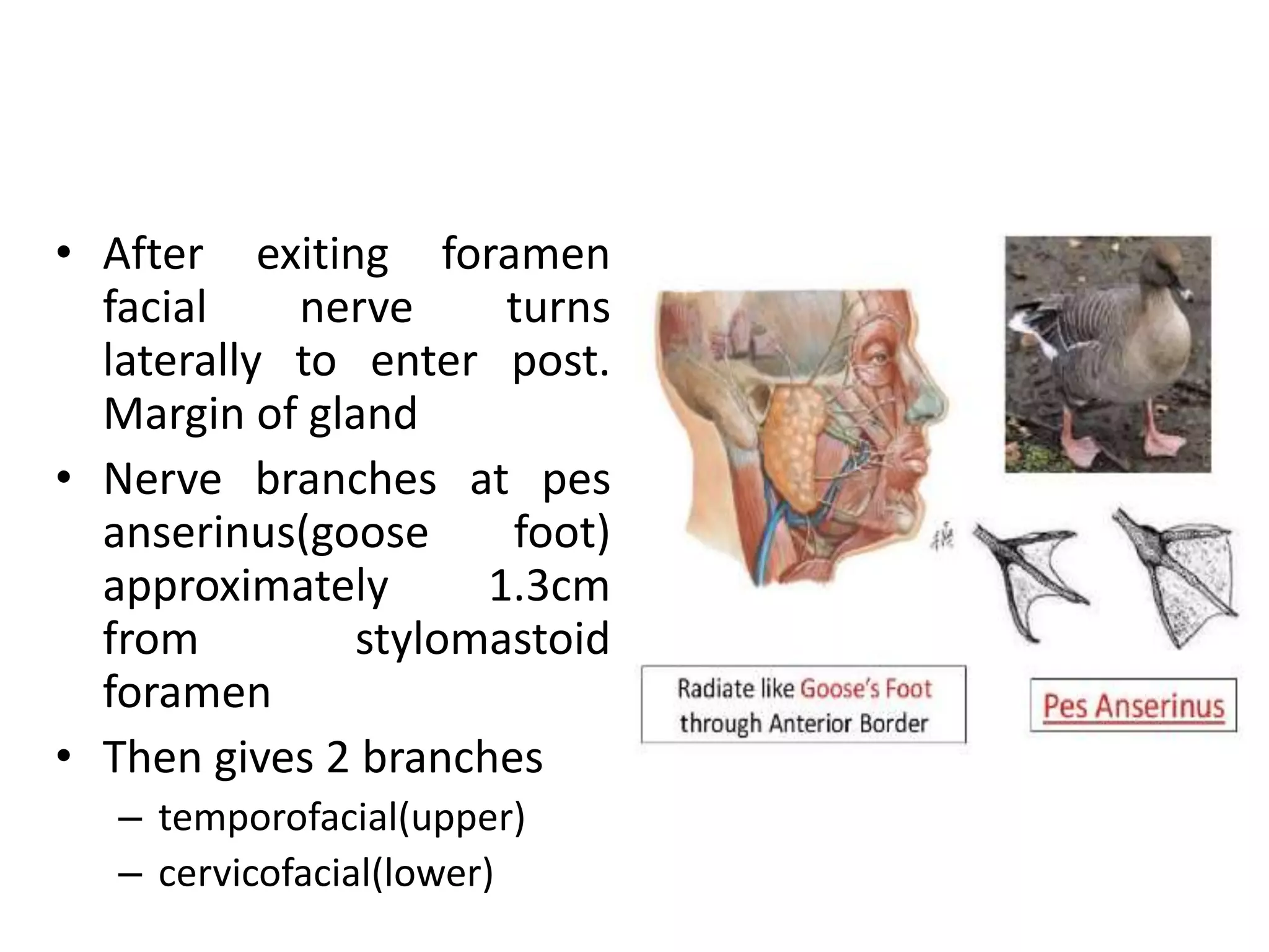 Anatomy and physiology of salivary gland | PPTX
