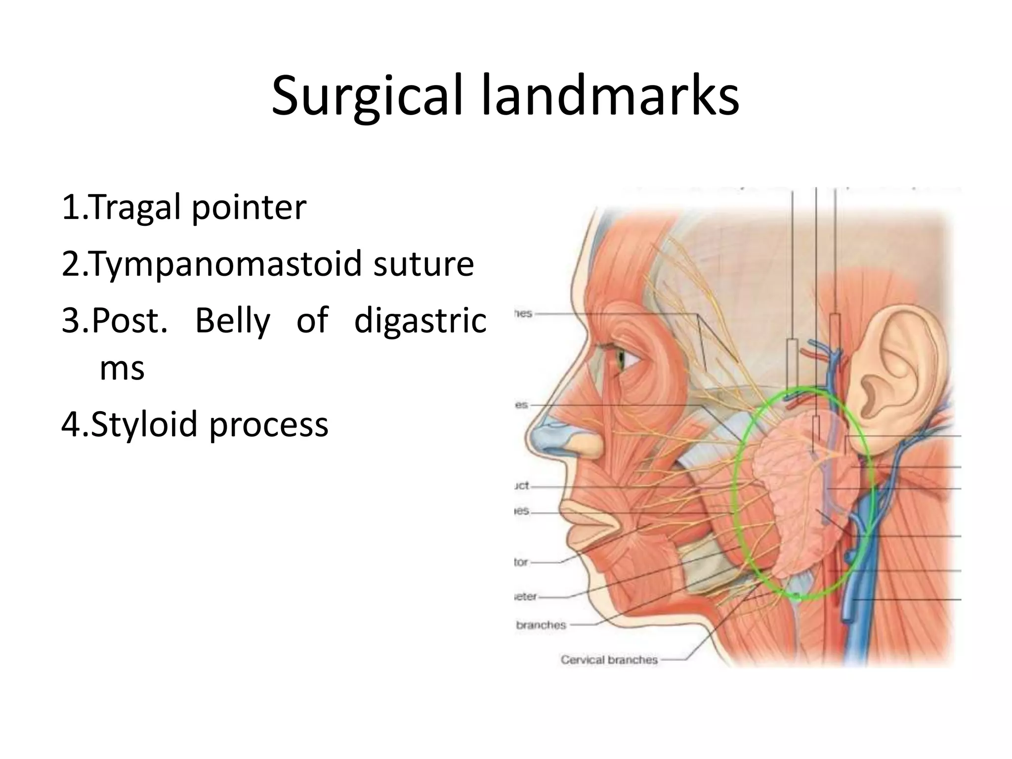 Anatomy and physiology of salivary gland | PPTX