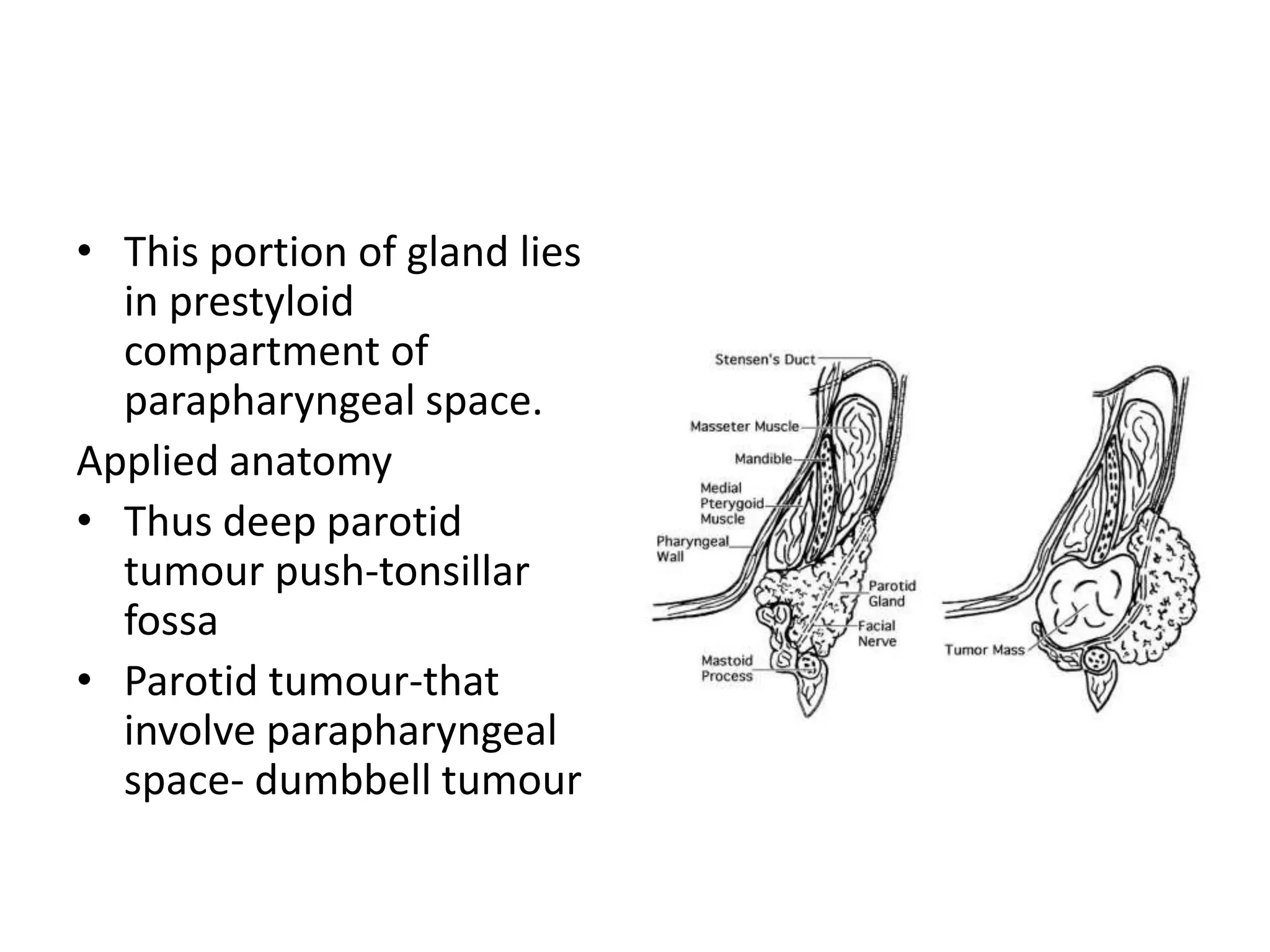 Anatomy and physiology of salivary gland | PPTX
