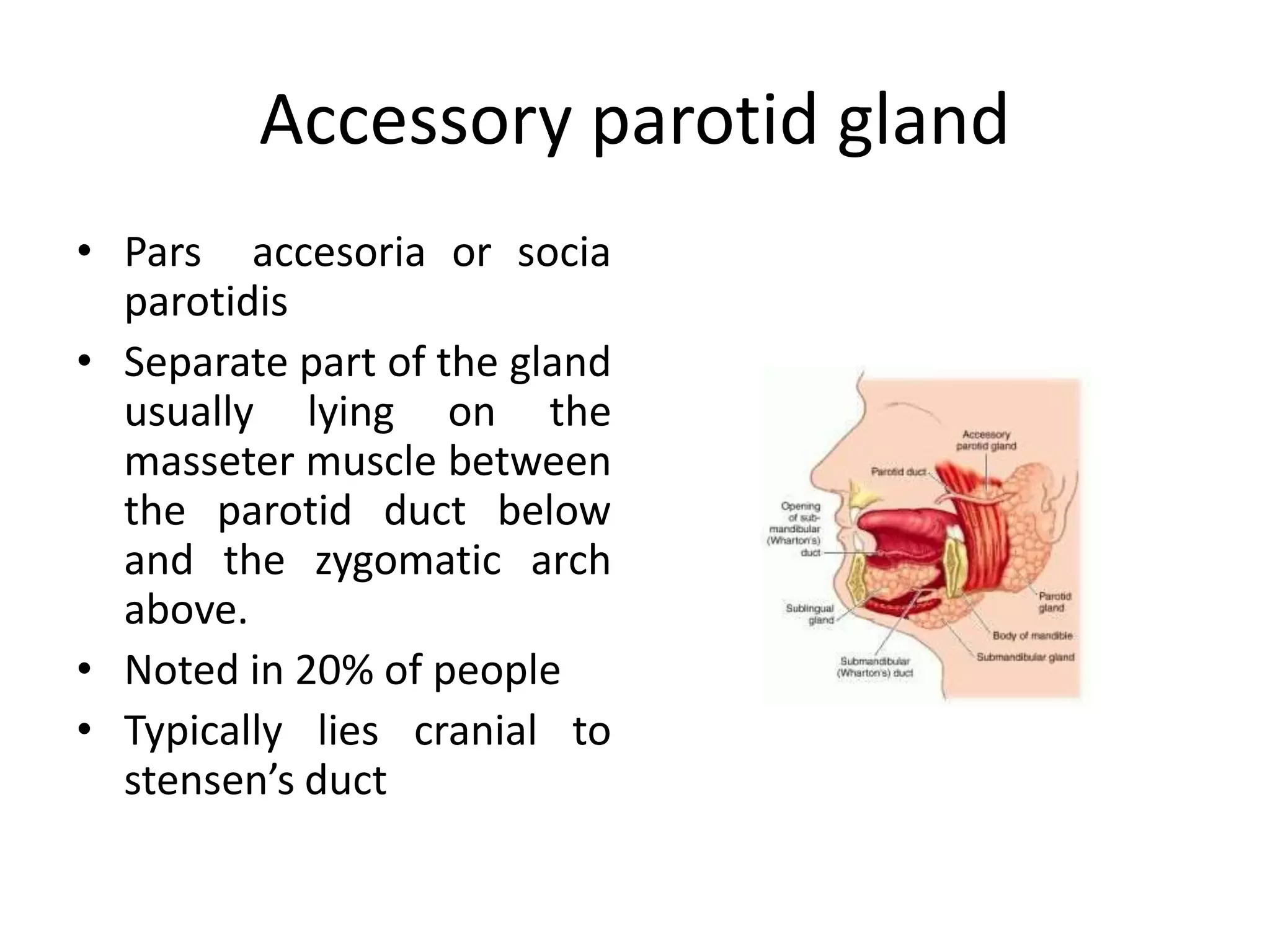 Anatomy and physiology of salivary gland | PPTX