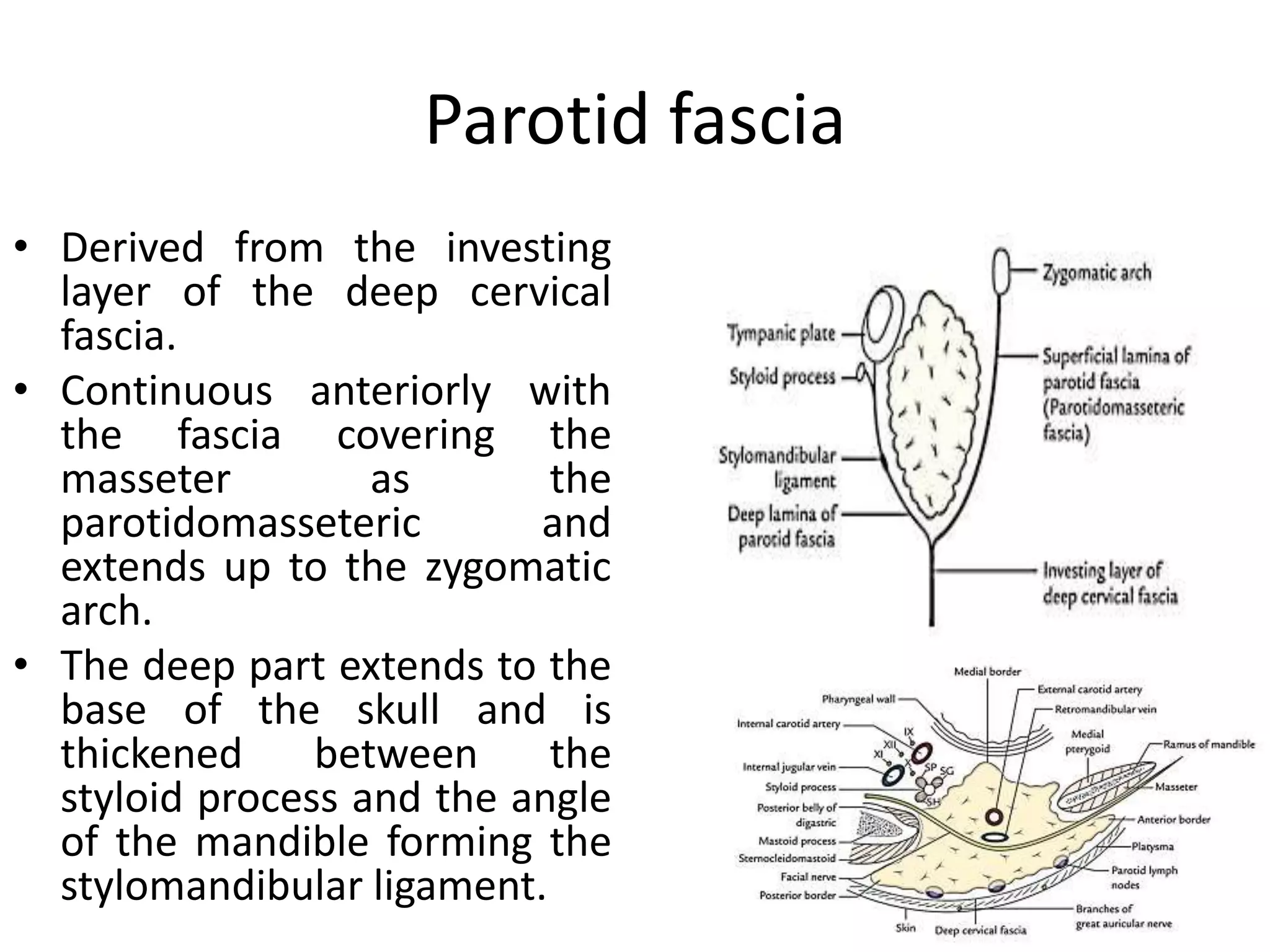 Anatomy and physiology of salivary gland | PPTX