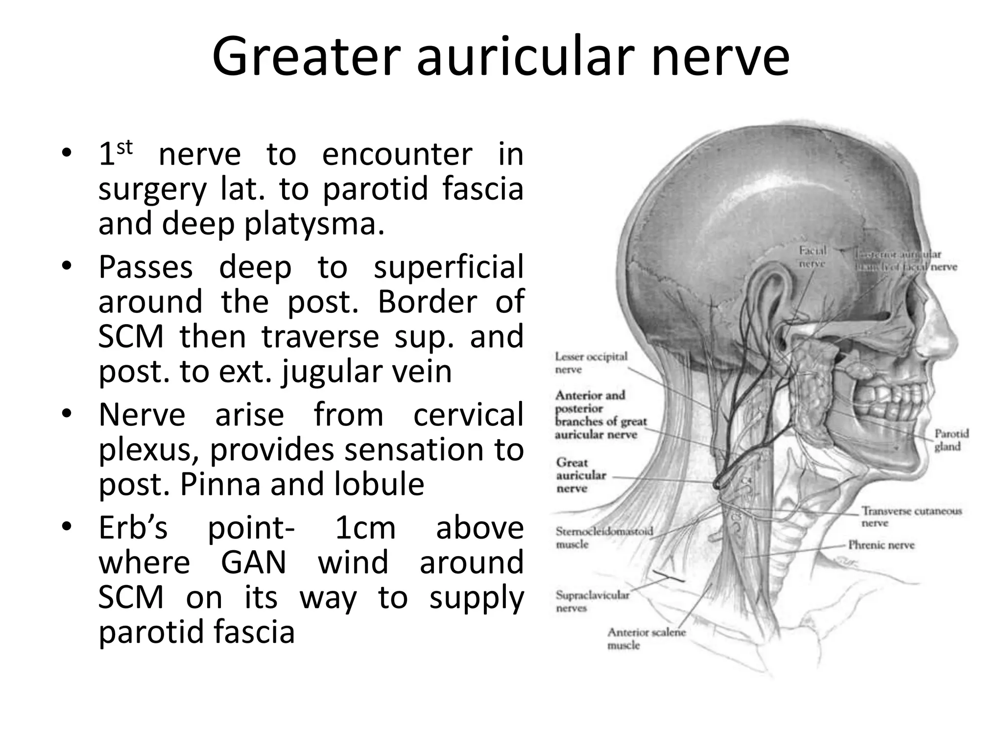 Anatomy and physiology of salivary gland | PPTX