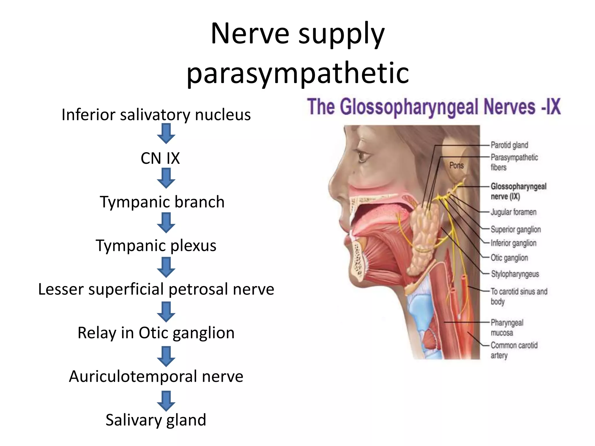 Anatomy and physiology of salivary gland | PPTX