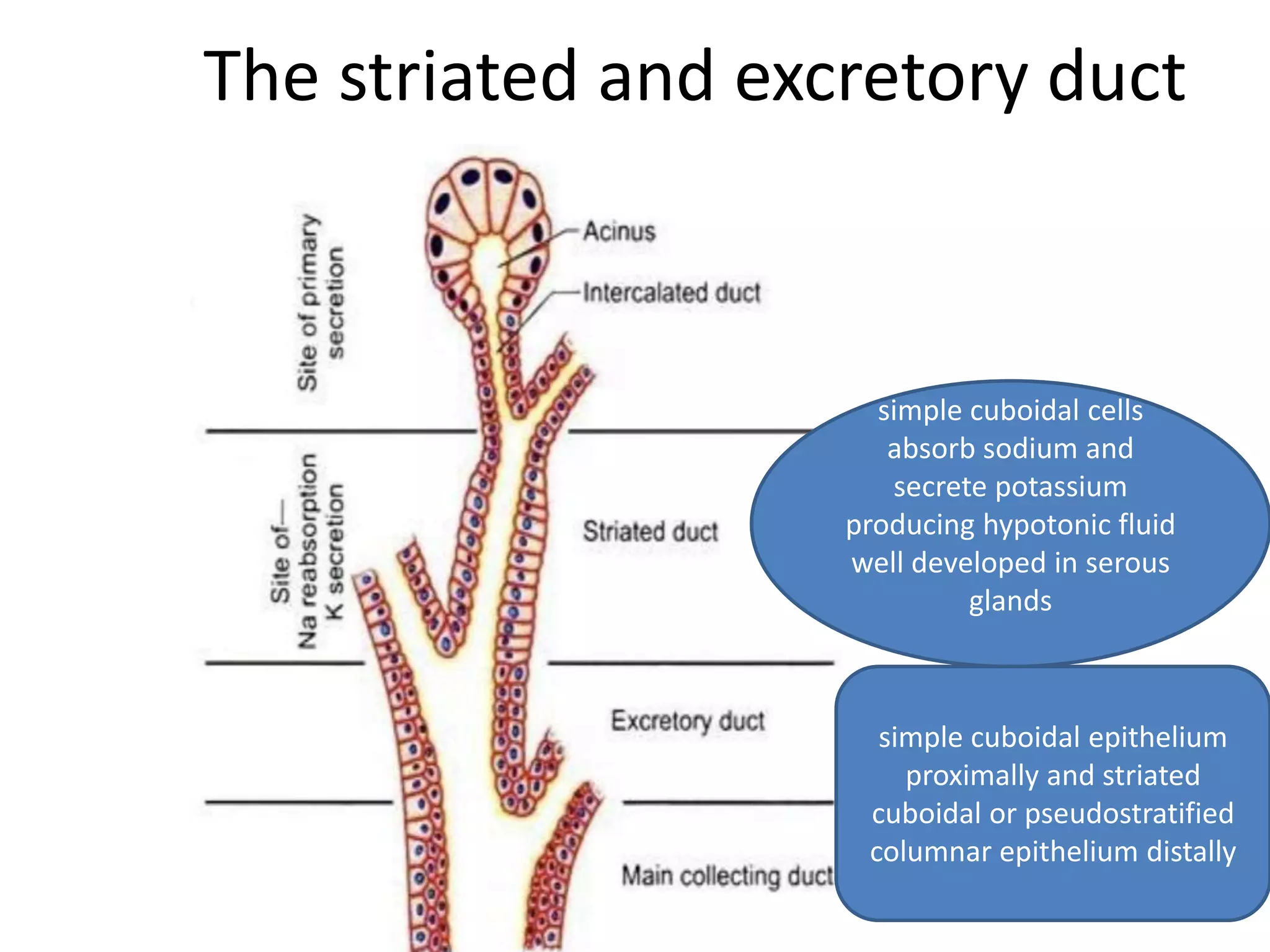 Anatomy and physiology of salivary gland | PPTX