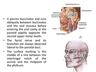 Anatomy and physiology of salivary gland | PPTX
