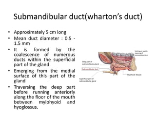 Anatomy and physiology of salivary gland | PPTX