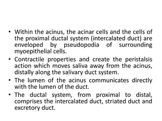 Anatomy and physiology of salivary gland | PPTX