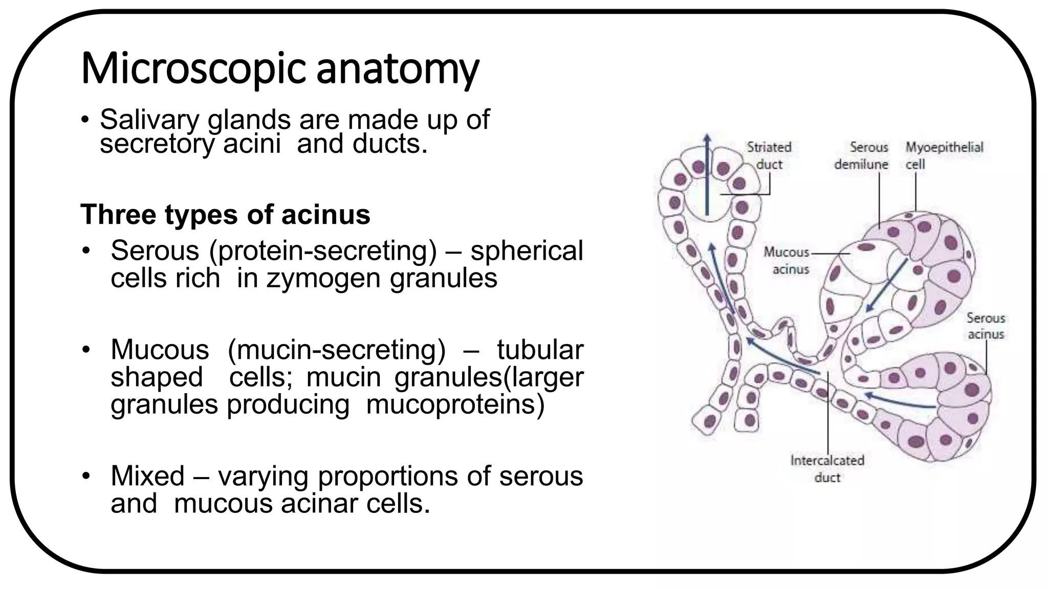 Anatomy and physiology of salivary glands | PPTX