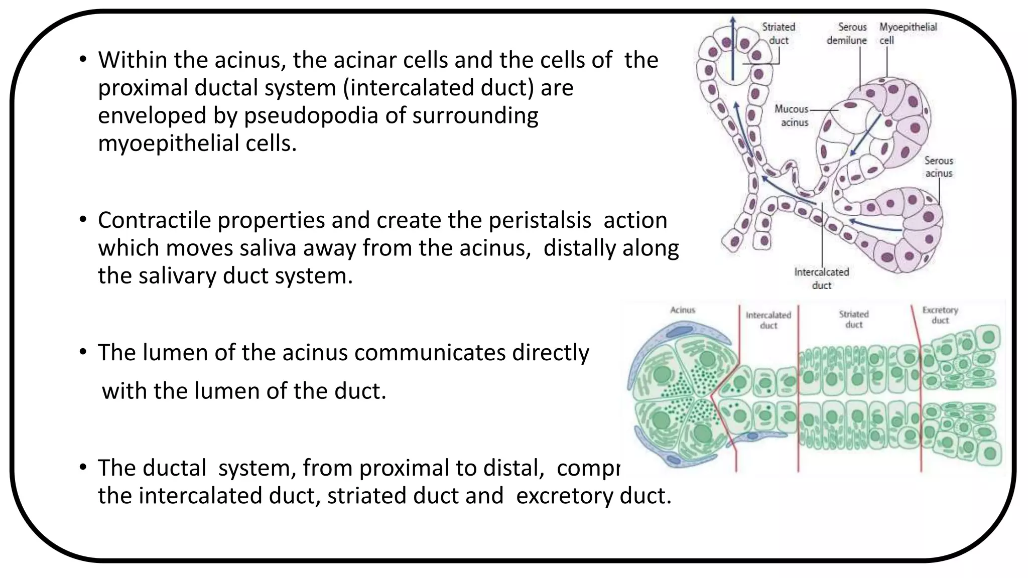 Anatomy and physiology of salivary glands | PPTX