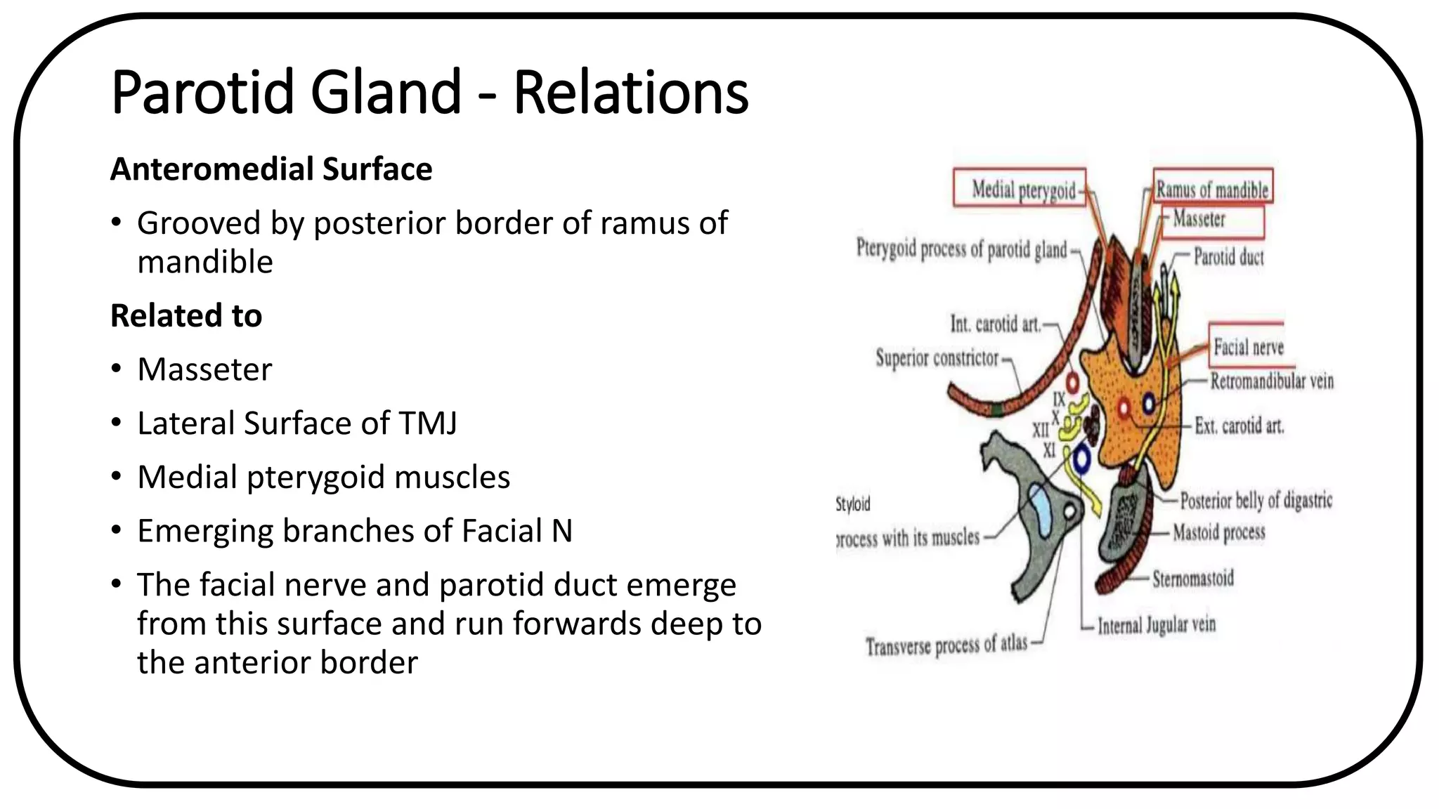 Anatomy and physiology of salivary glands | PPTX