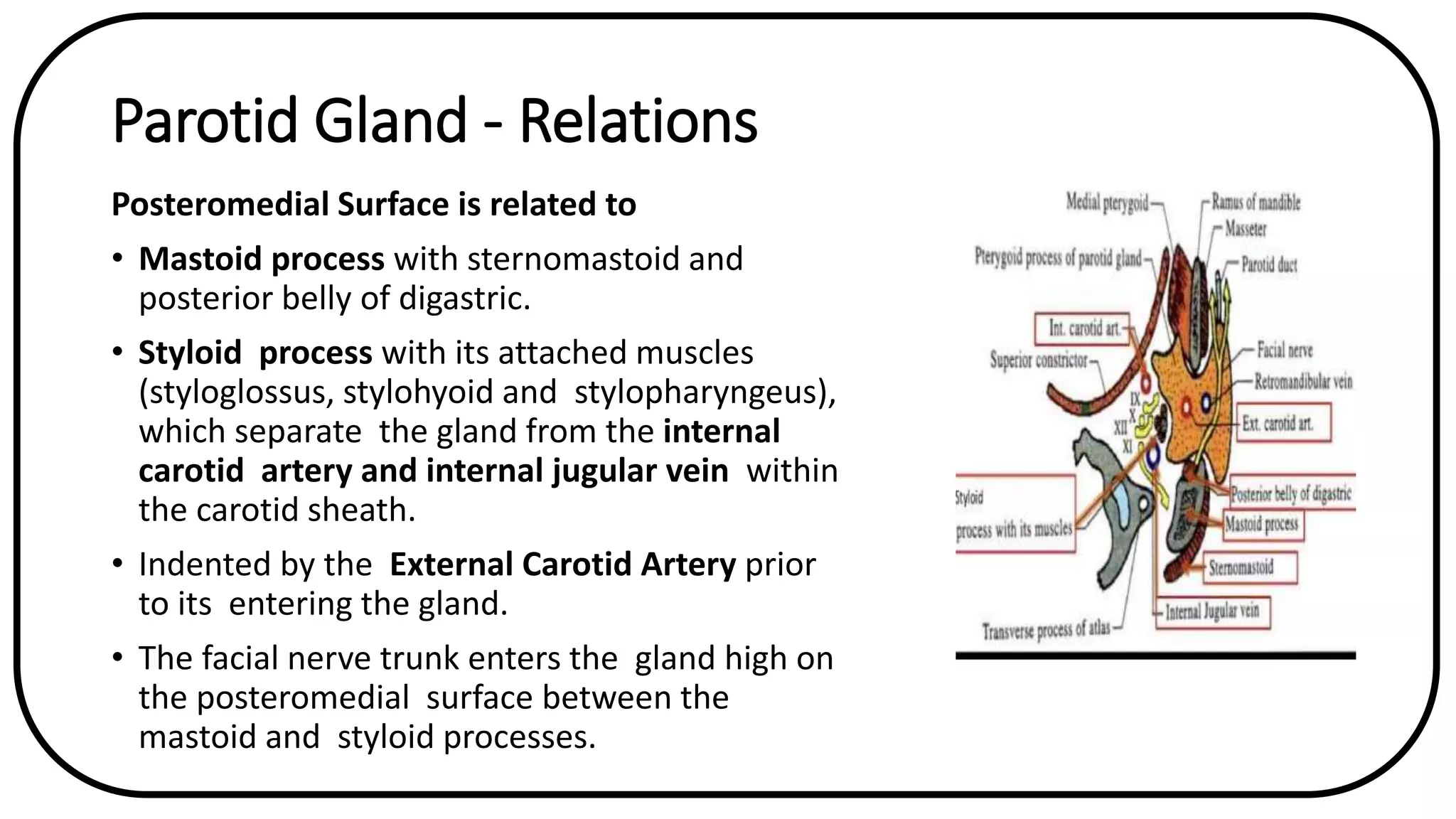 Anatomy and physiology of salivary glands | PPTX