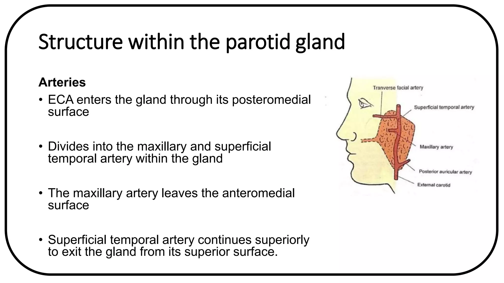 Anatomy and physiology of salivary glands | PPTX
