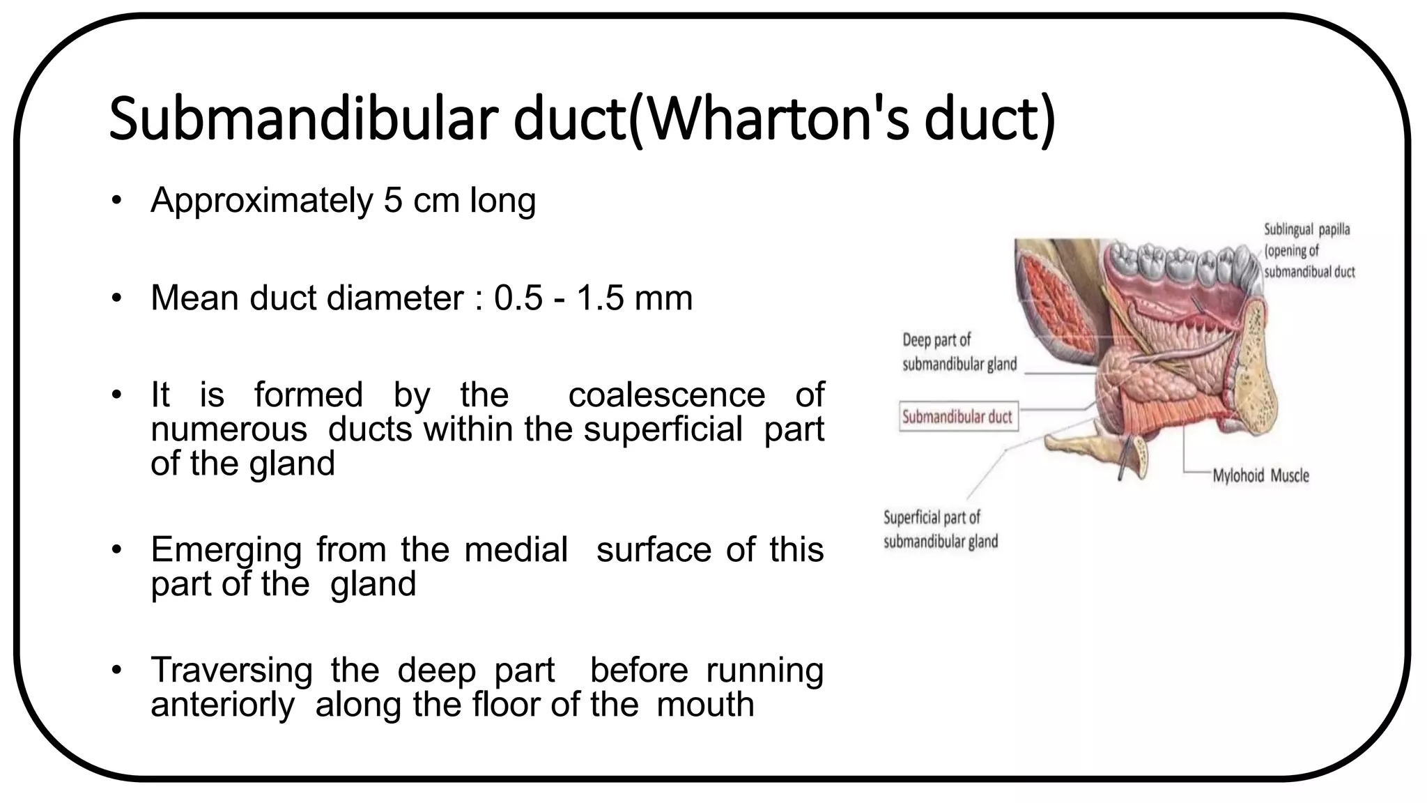 Anatomy and physiology of salivary glands | PPTX