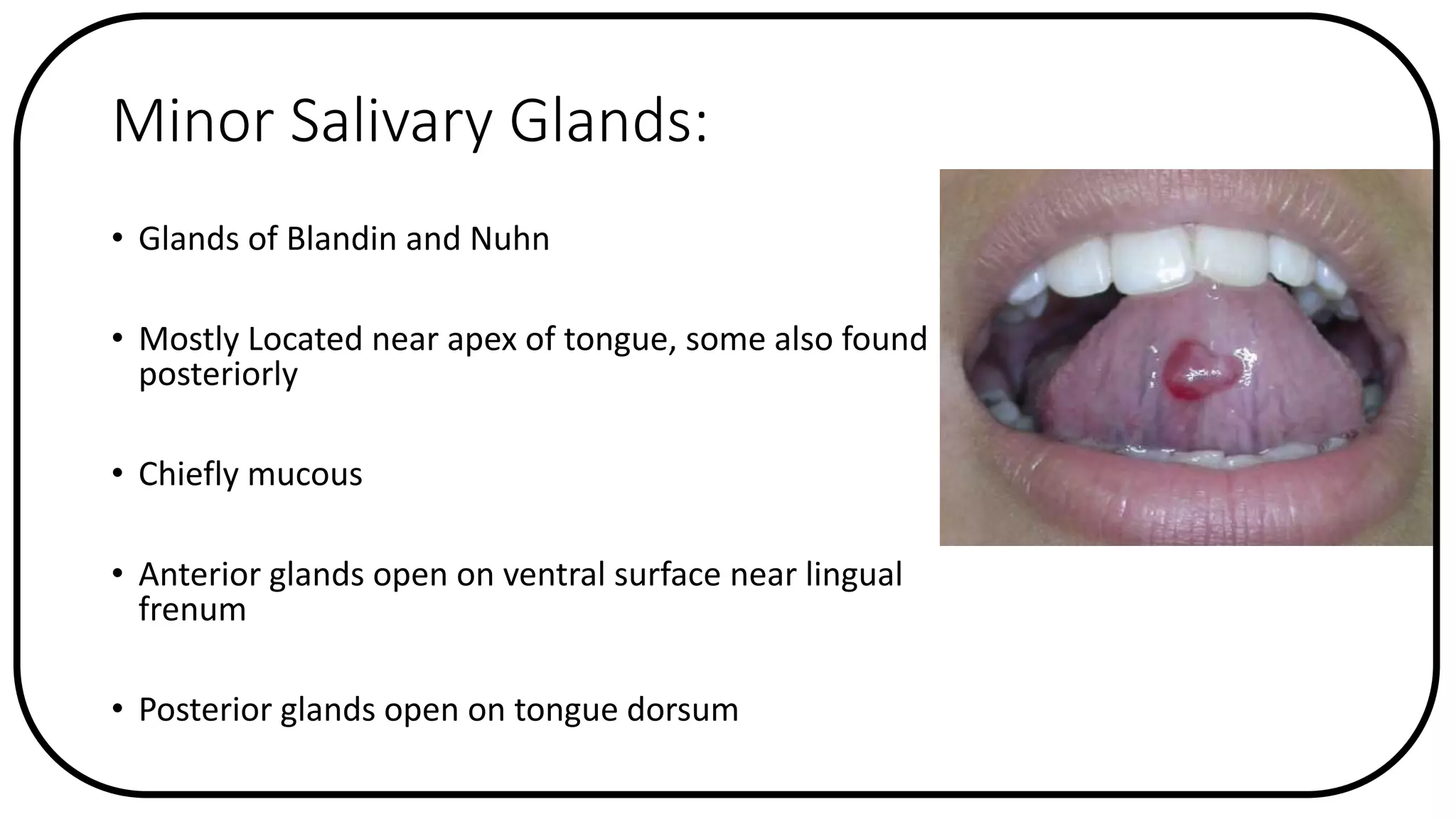 Anatomy and physiology of salivary glands | PPTX