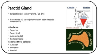 Anatomy and physiology of salivary glands | PPTX