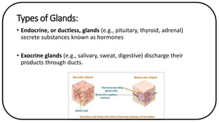 Anatomy and physiology of salivary glands | PPTX