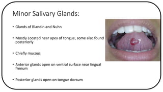 Anatomy and physiology of salivary glands | PPTX