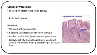 Anatomy and physiology of salivary glands | PPTX