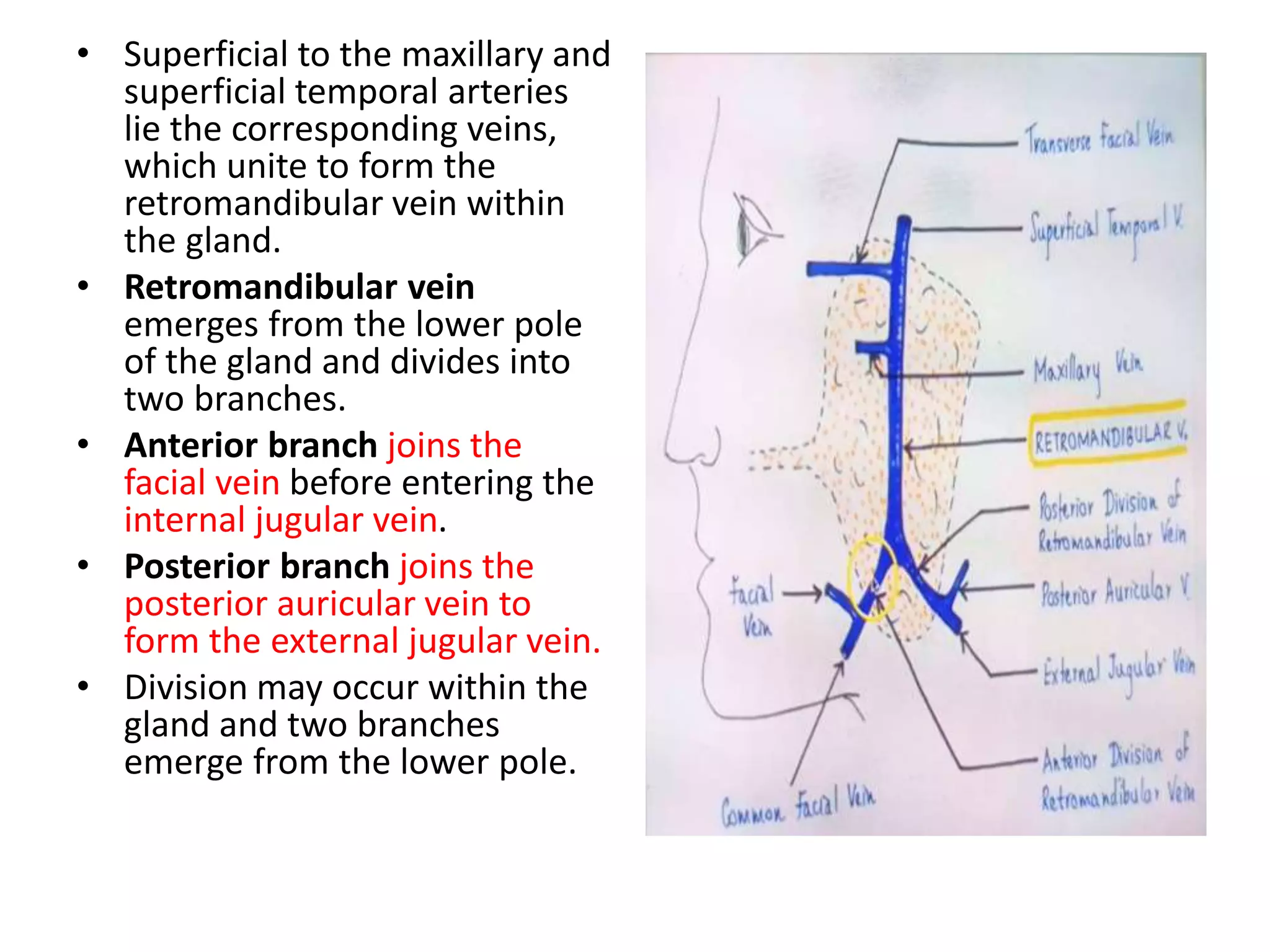 ANATOMY AND PHYSIOLOGY OF SALIVARY GLANDS.pptx