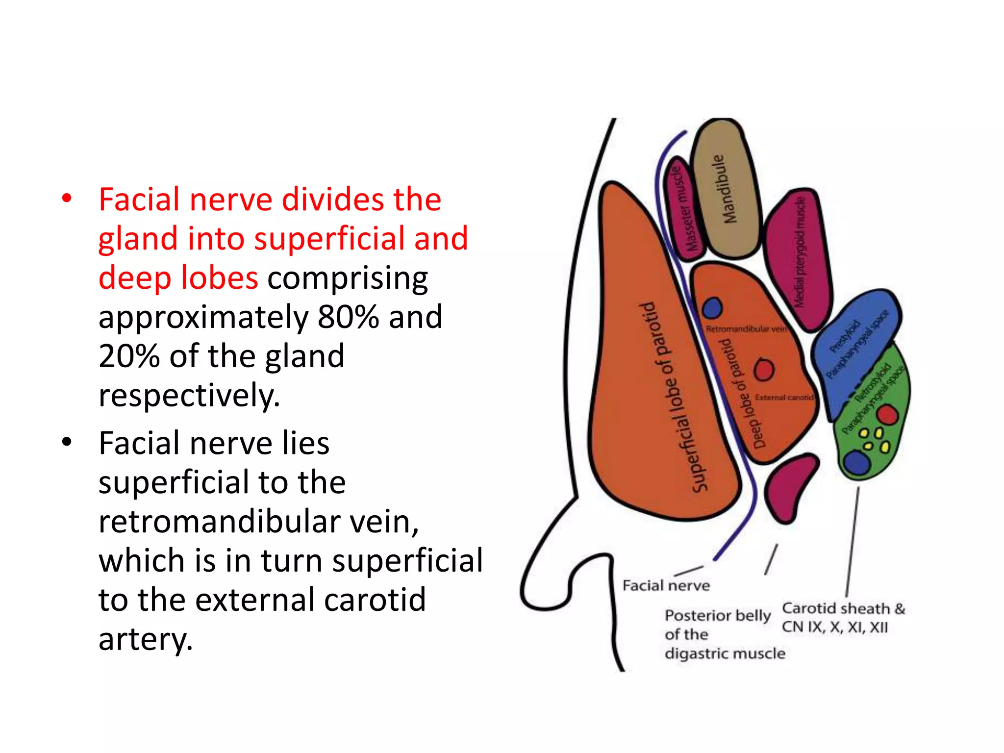 ANATOMY AND PHYSIOLOGY OF SALIVARY GLANDS.pptx