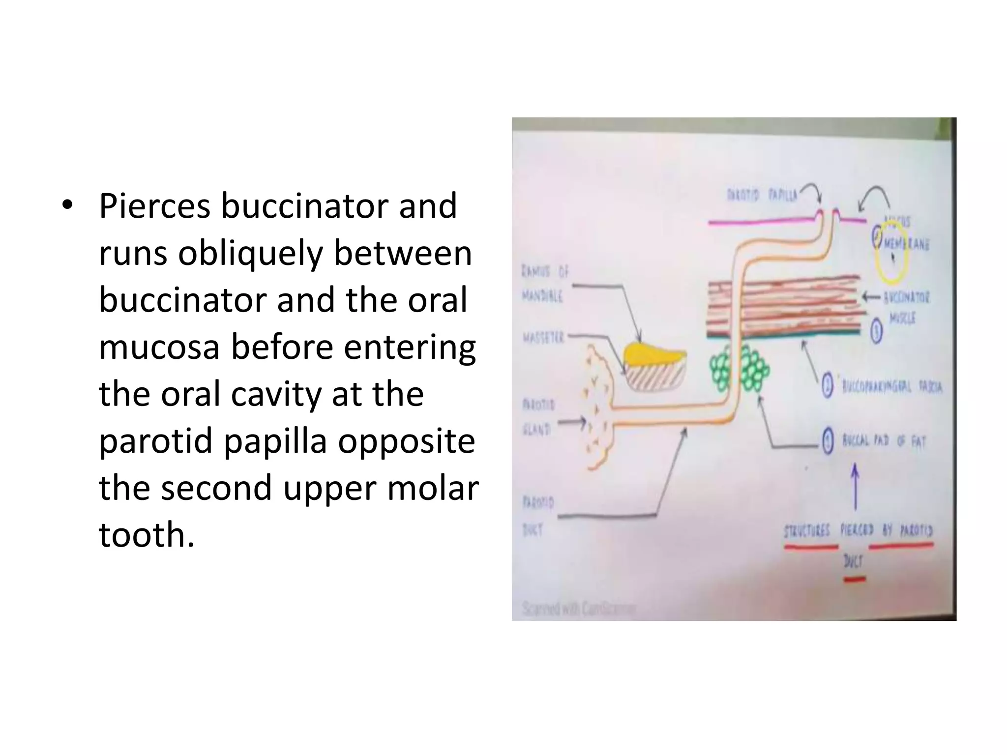 ANATOMY AND PHYSIOLOGY OF SALIVARY GLANDS.pptx