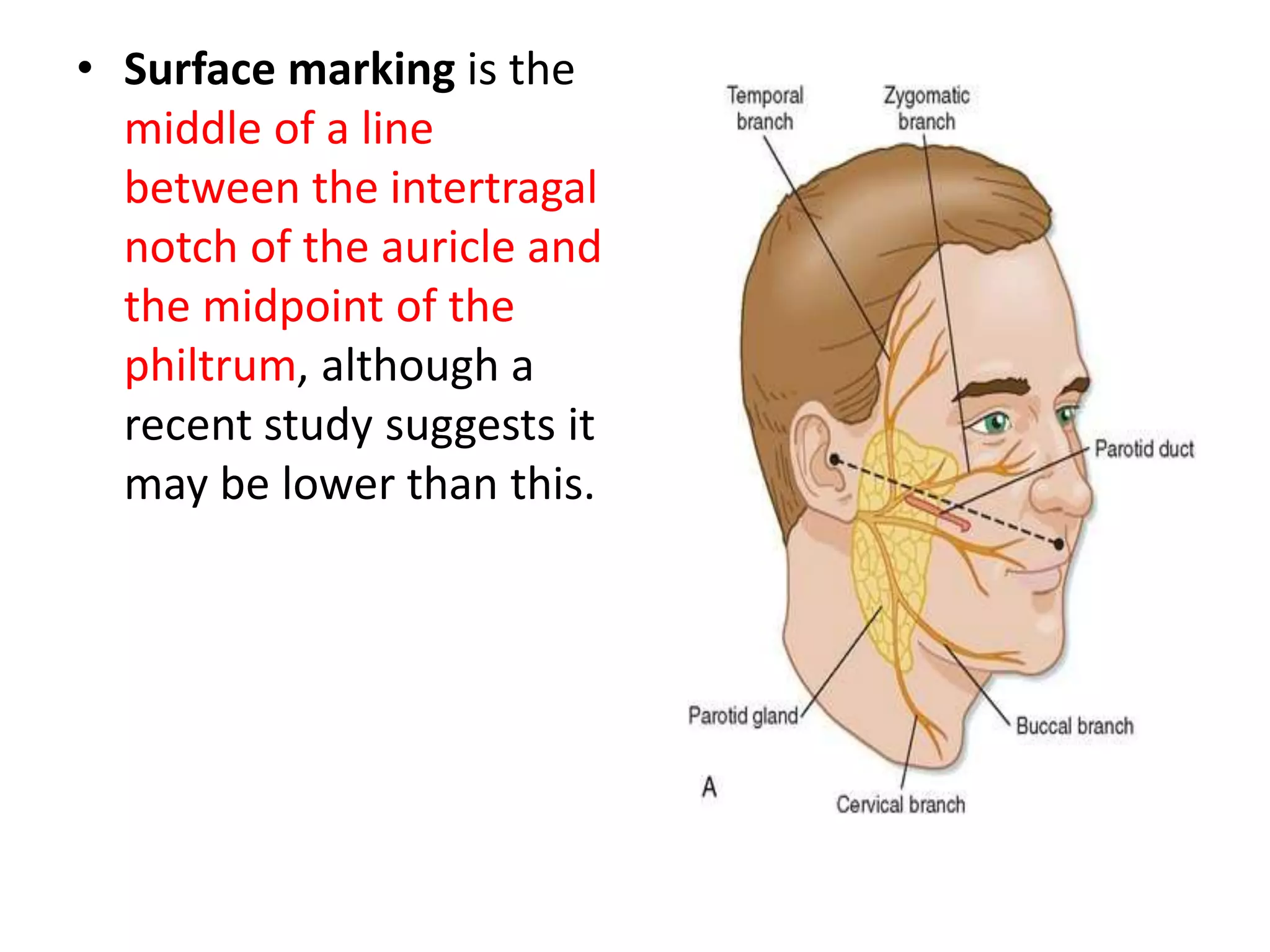 ANATOMY AND PHYSIOLOGY OF SALIVARY GLANDS.pptx