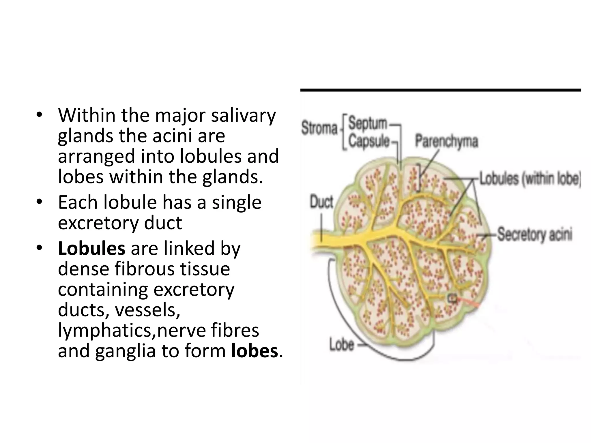 ANATOMY AND PHYSIOLOGY OF SALIVARY GLANDS.pptx